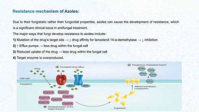 Antifungal Action Mechanism ofs of Azoles, Caspofungin and Terbinafine.pptx