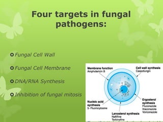 Anti fungal agents | PPTX