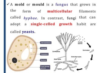 Fungal and anti fungal agents detailed information .pptx