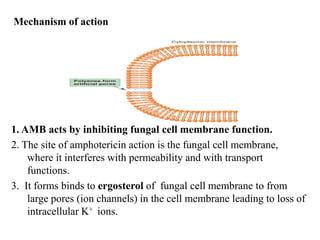 antifungal agents ( systemic and topical) | PDF | Skin and Dermatology ...