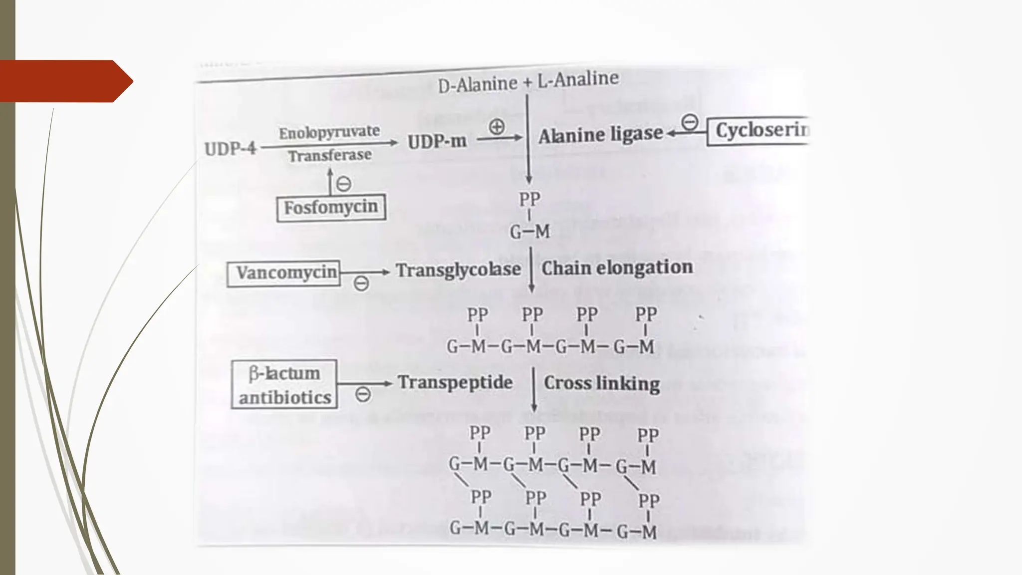 ANTIFUNGAL AND ANTI-TUBERCULOSIS DRUGS WITH CLASSIFICATION | PPTX