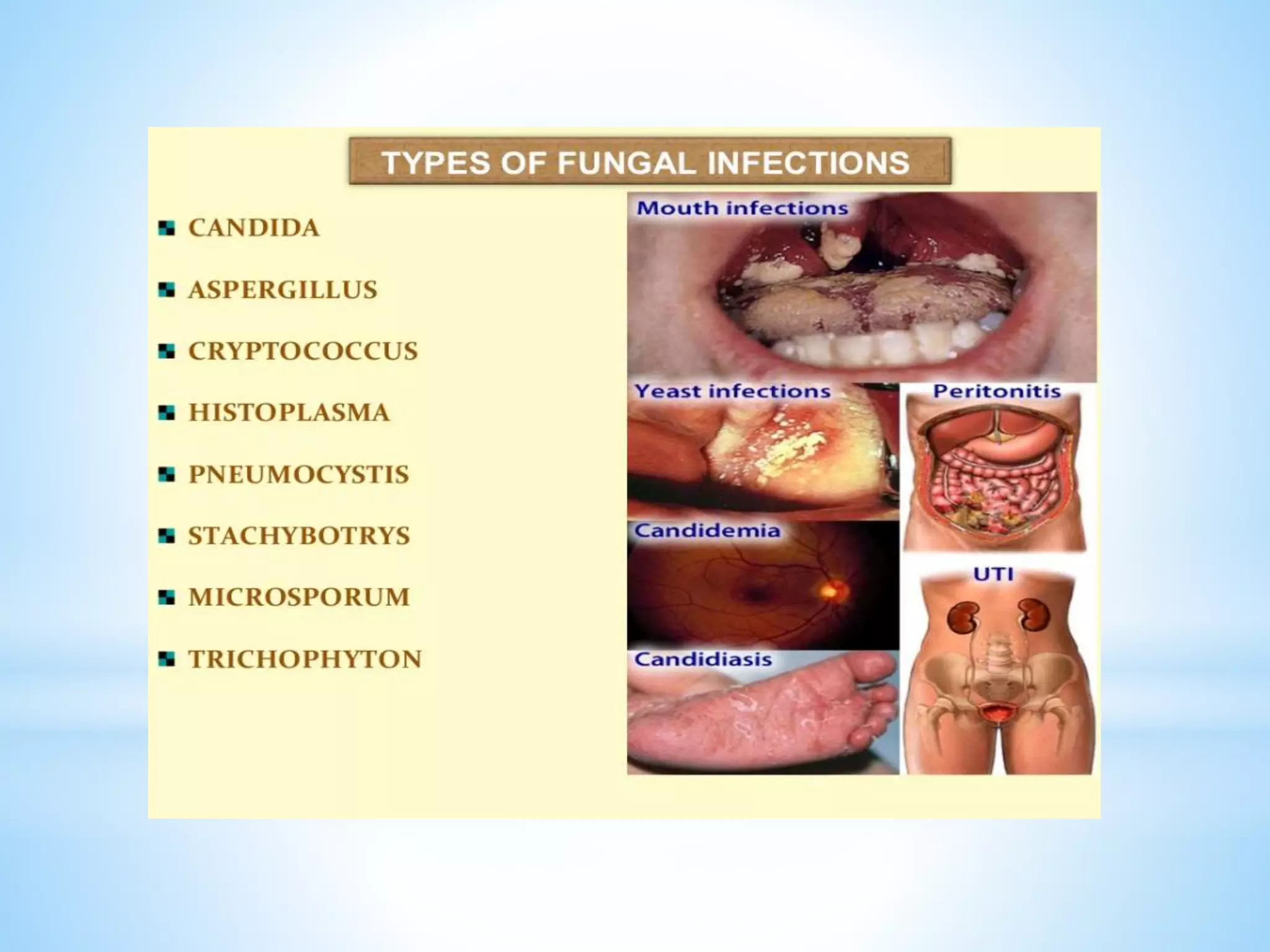 Anti fungal drugs | PPTX | Skin and Dermatology | Diseases and Conditions