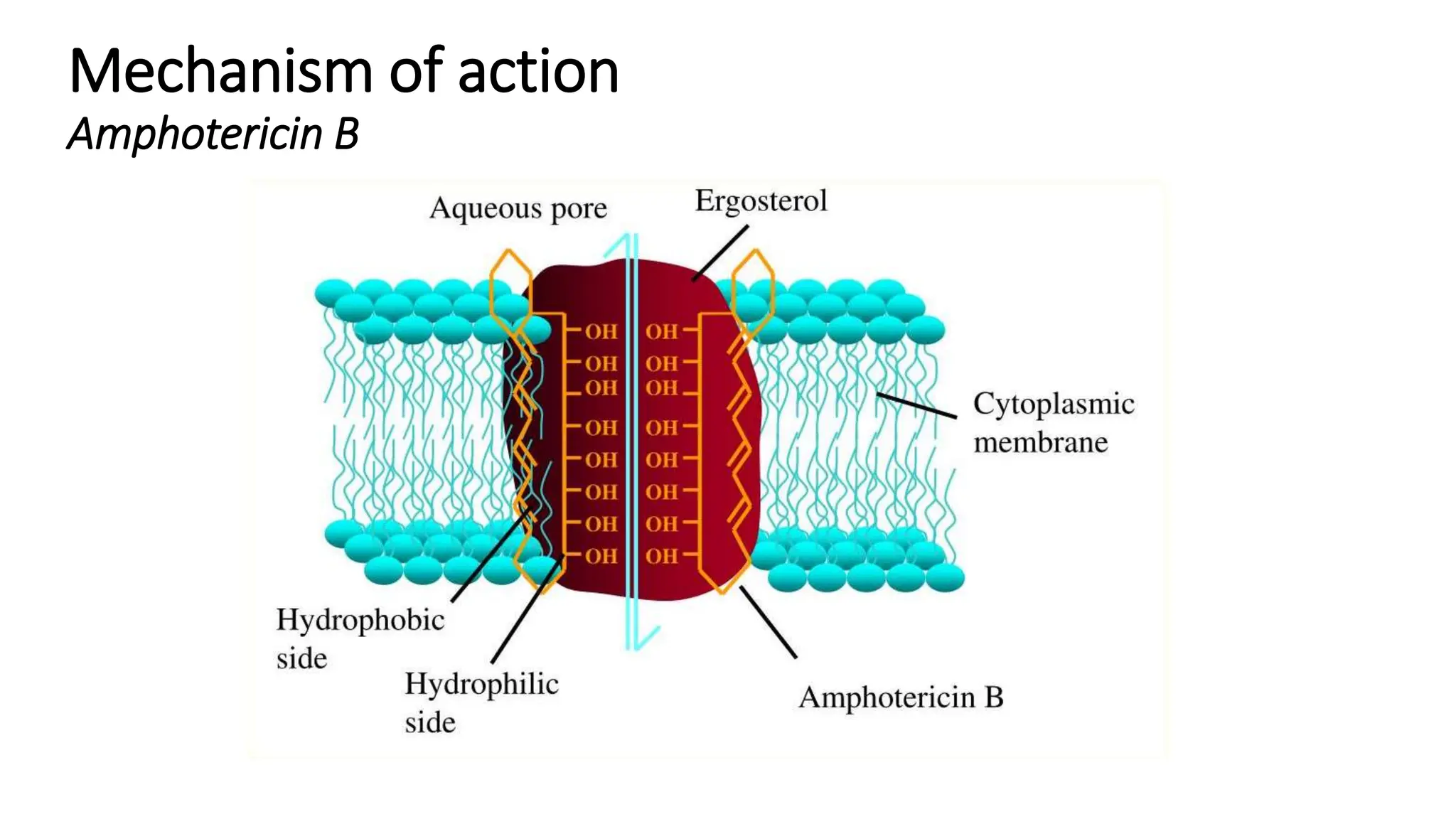 Pharmacology of Anti - fungal Drugs .pptx