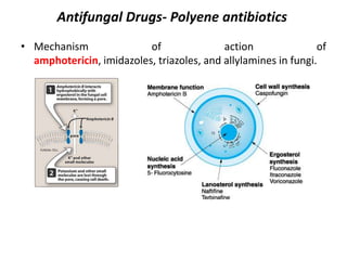 Antifungal drugs-Antibiotics | PPTX