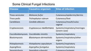 ANTIFUNGAL DRUGS 1.pptx