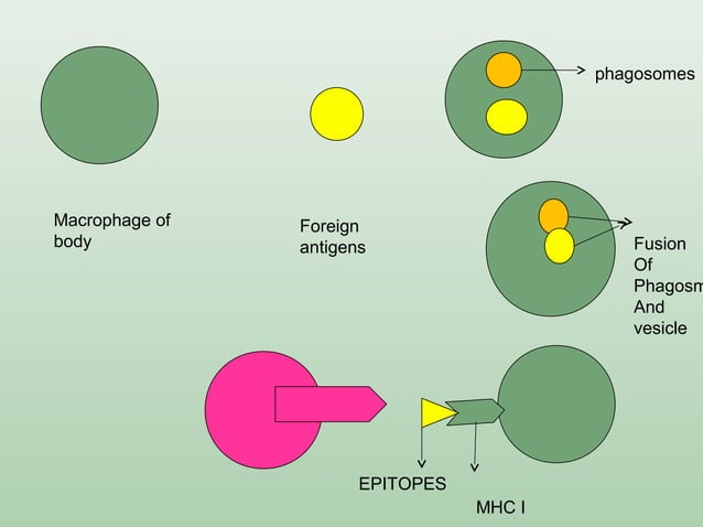 Antigen | PPT | Chemistry | Science