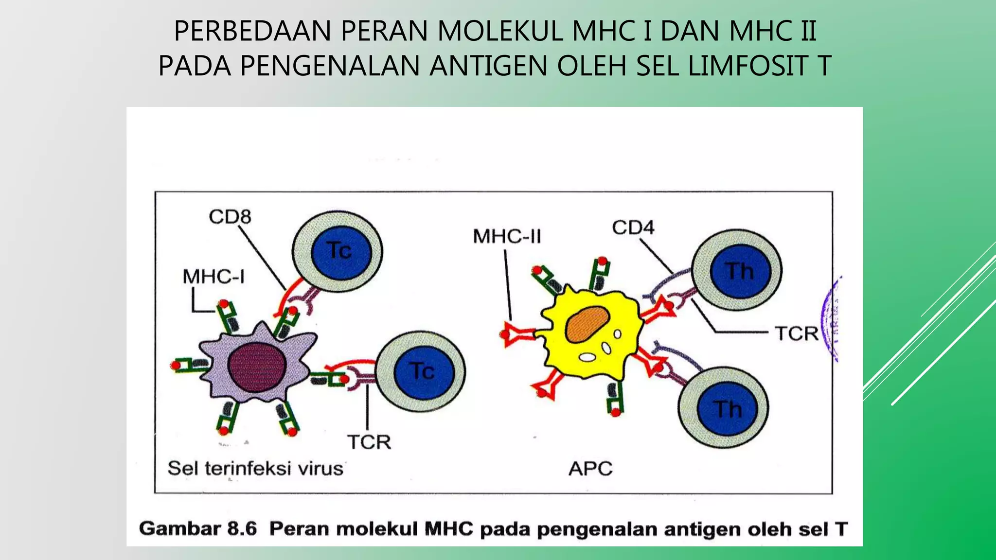 Antigen | PPTX
