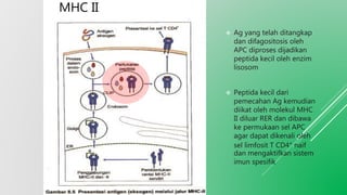 Antigen | PPTX