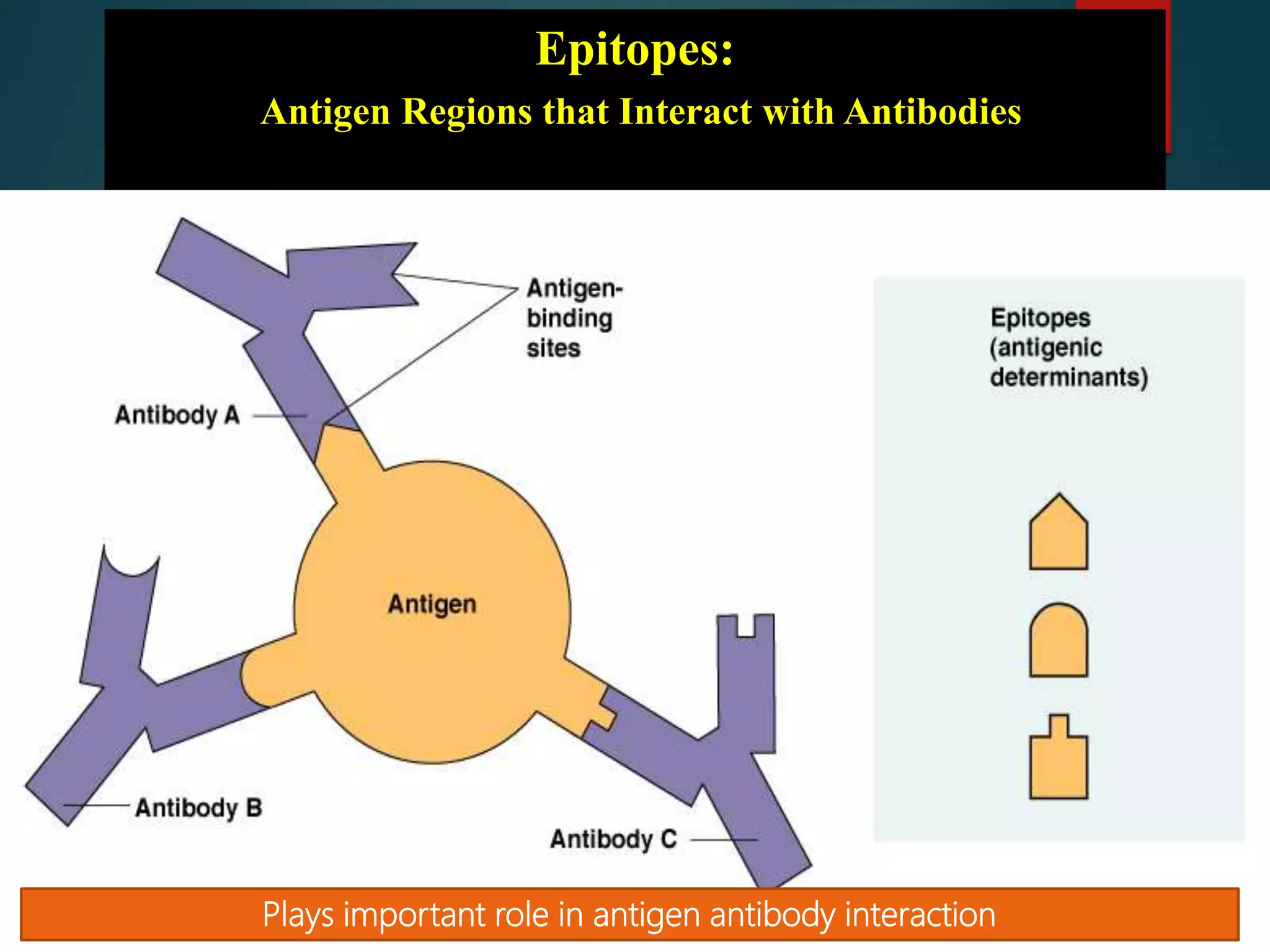 Antigen | PPT