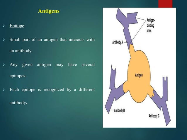 Antigen | PPT