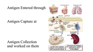 Antigen | PPTX | Chemistry | Science