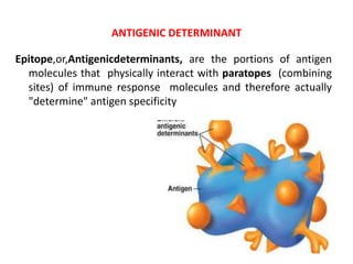 antigen.pptx
