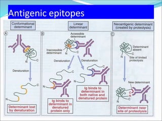 Antigen and immunogens, types and mitogens .ppt