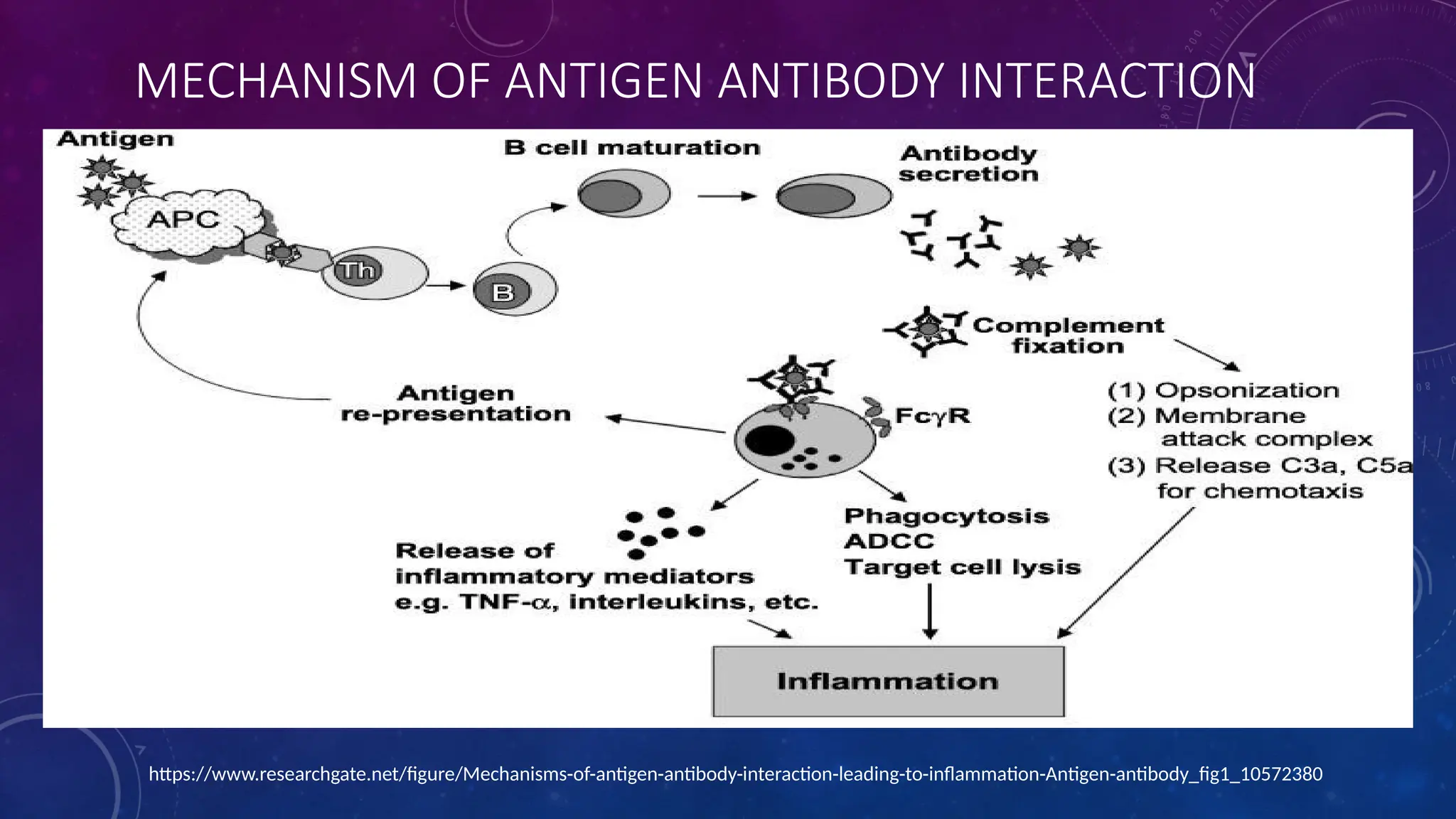 Antigen antibody interaction immunology .pptx