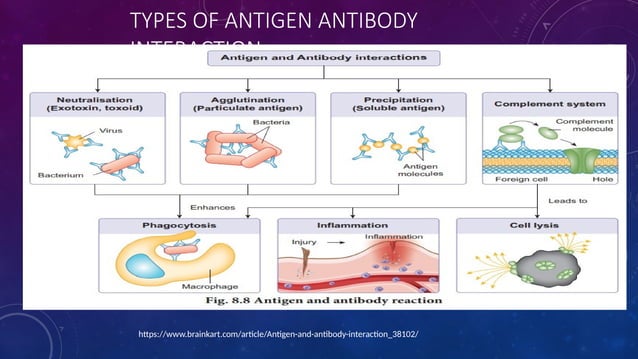 Antigen antibody interaction immunology .pptx