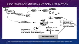 Antigen antibody interaction immunology .pptx
