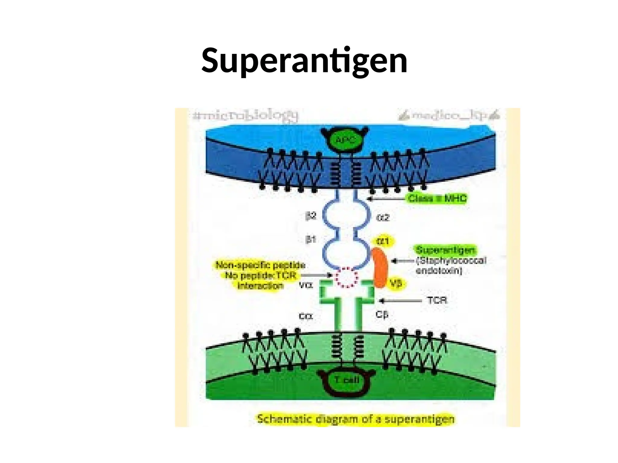 antigen antigen antigen antigenantigen.pptx