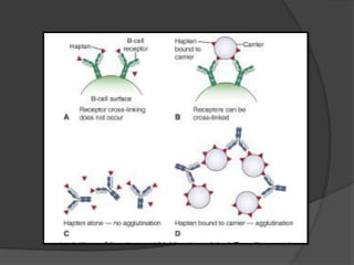 Immunology (Antigen and Major Histocompatibility Complex).pptx ...