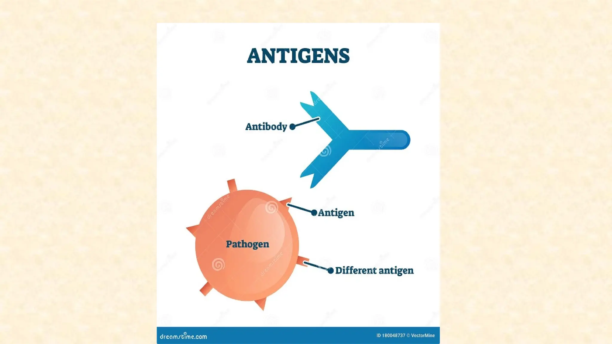 ANTIGEN:characteristics and types .pptx