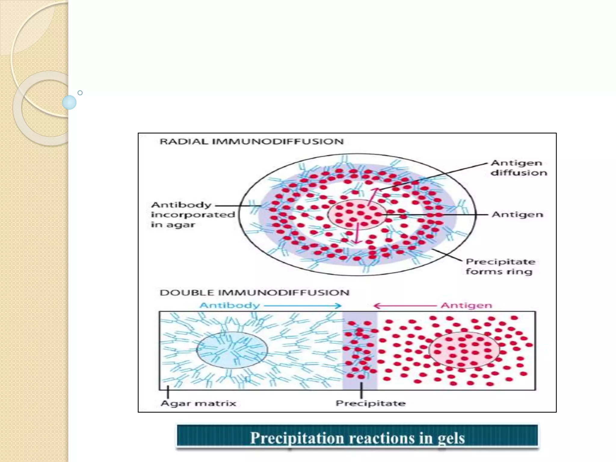 Antigen antibody for bph class | PPTX