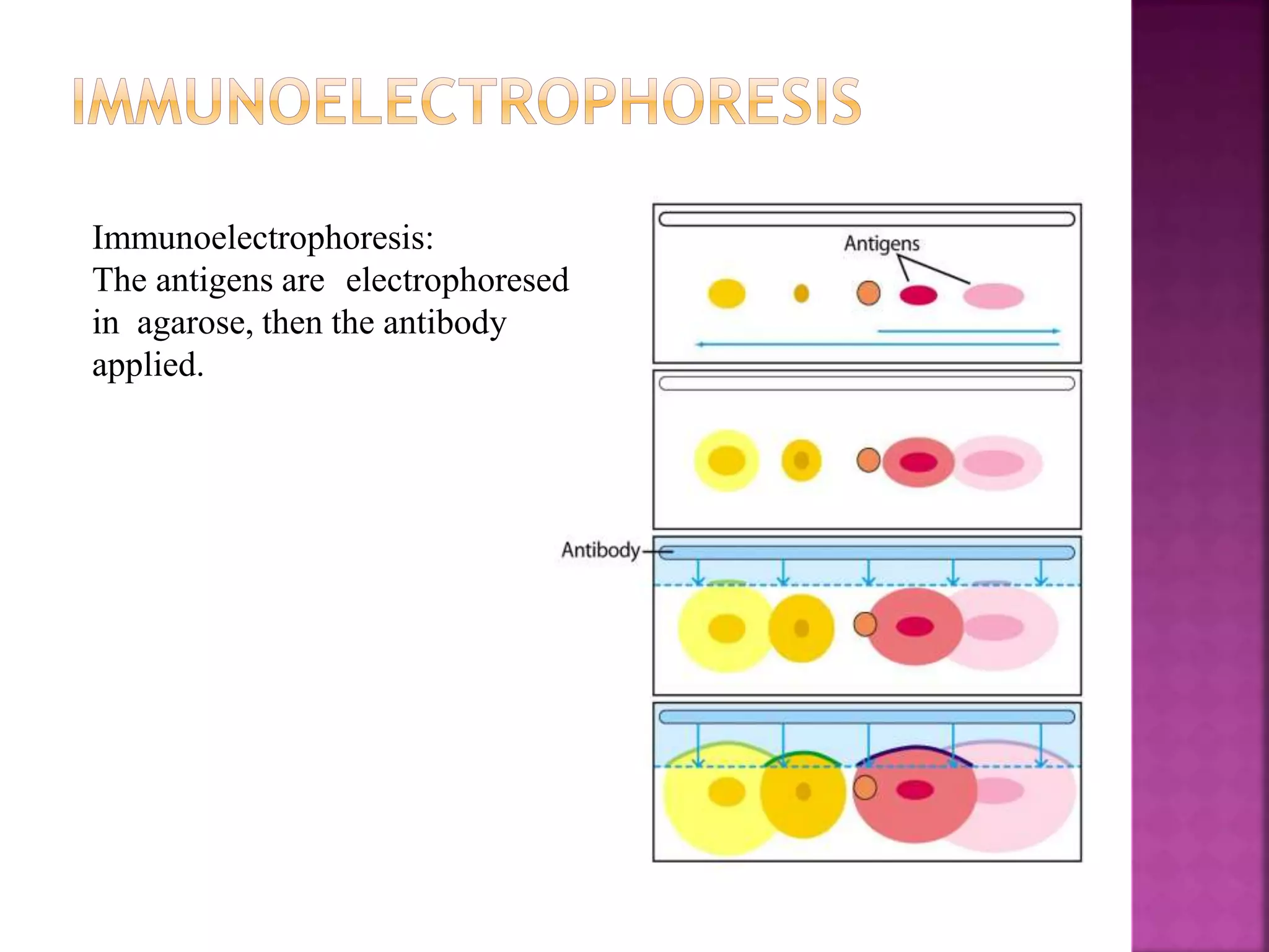 Antigen antibody interaction | PPSX