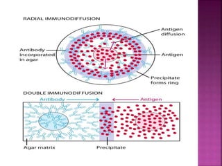 Antigen antibody interaction | PPSX | Chemistry | Science