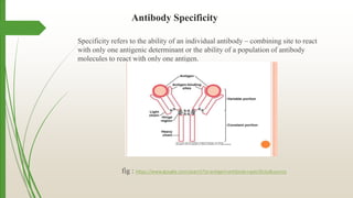 Antigen antibody interaction.pptx jitu | PPTX