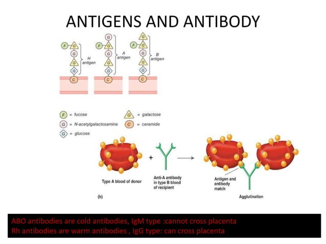 Antigen antibody reaction | PPT