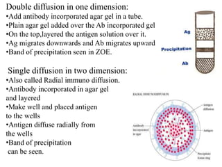 Antigen-Antibody Reaction..pptx
