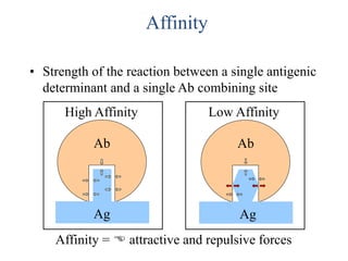 Antigen-Antibody Reaction..pptx