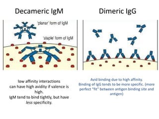 Antigen antibody reactions | PPTX