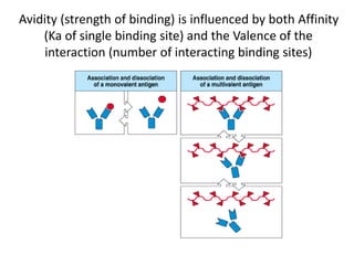 Antigen antibody reactions | PPTX