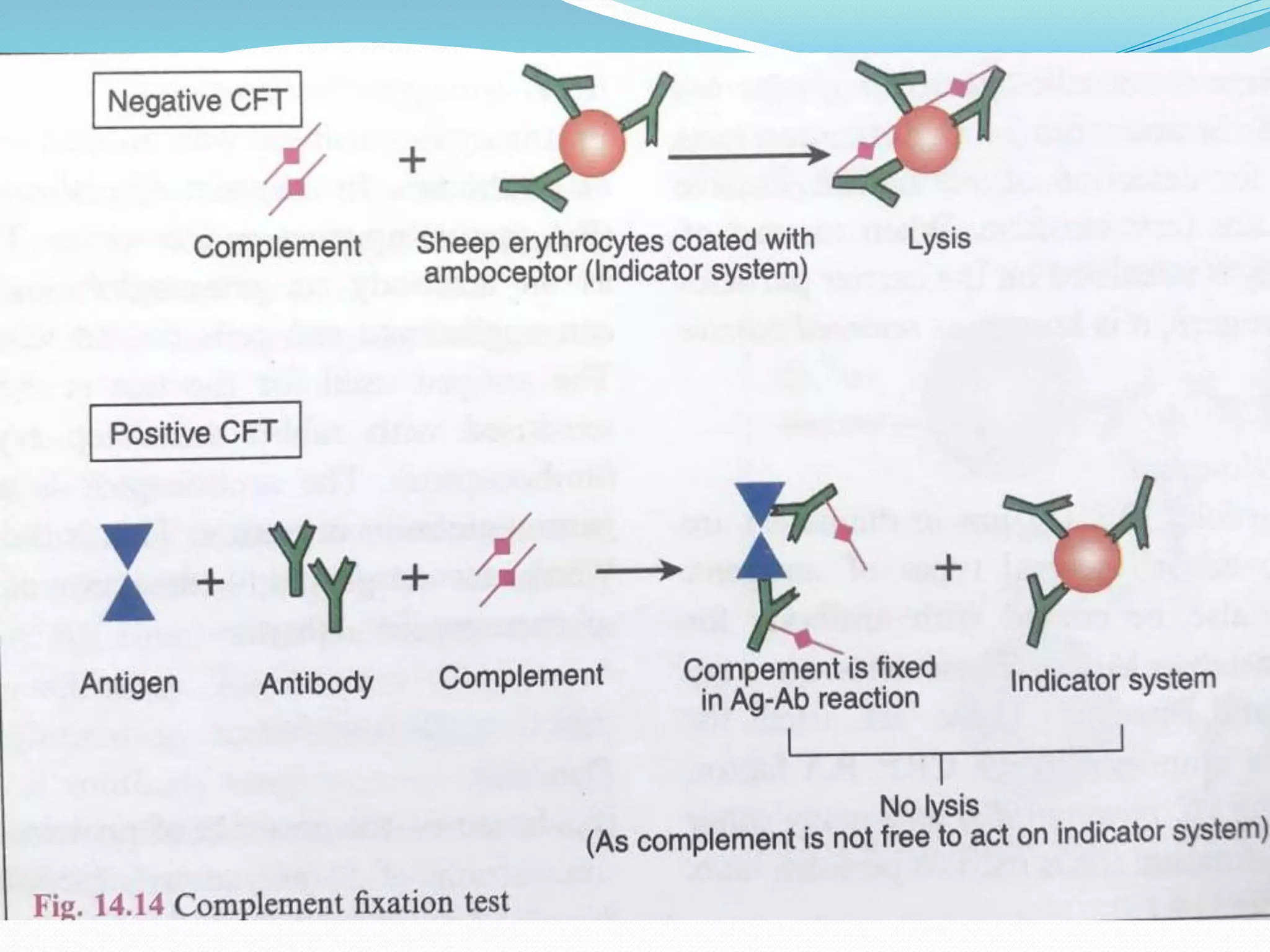 Antigen antibody reactions | PPTX