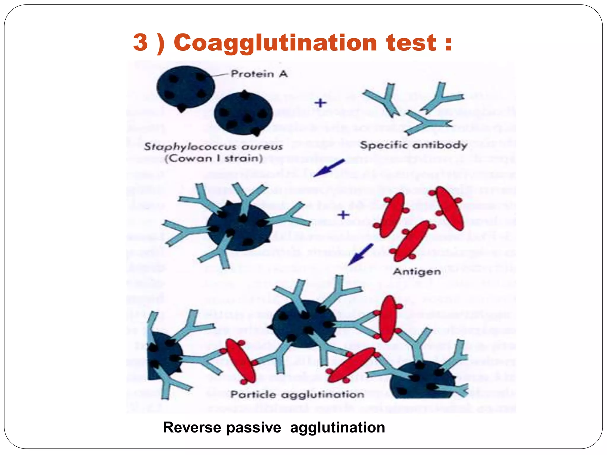 Antigen - antibody reactions.ppt