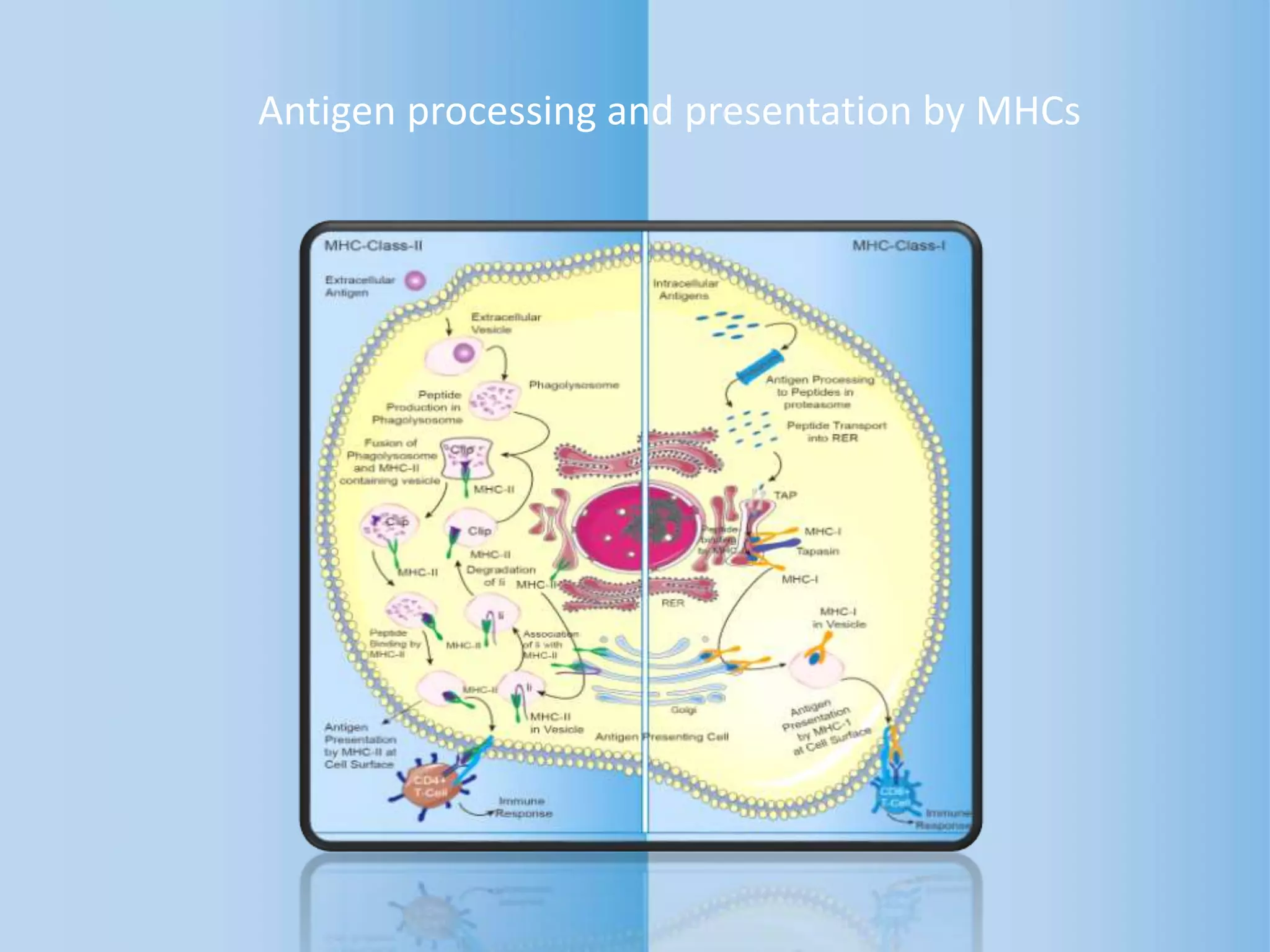 Antigen processing-and-presentation by mh cs-creative diagnostics | PPTX