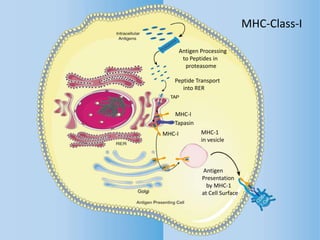 Antigen processing-and-presentation by mh cs-creative diagnostics | PPTX