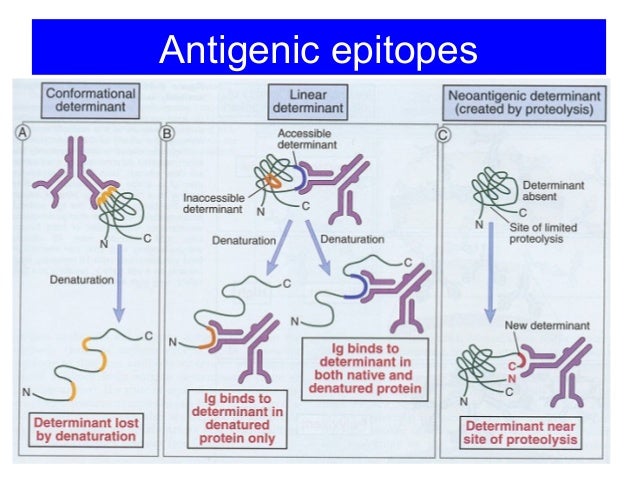 Antigen and antibody