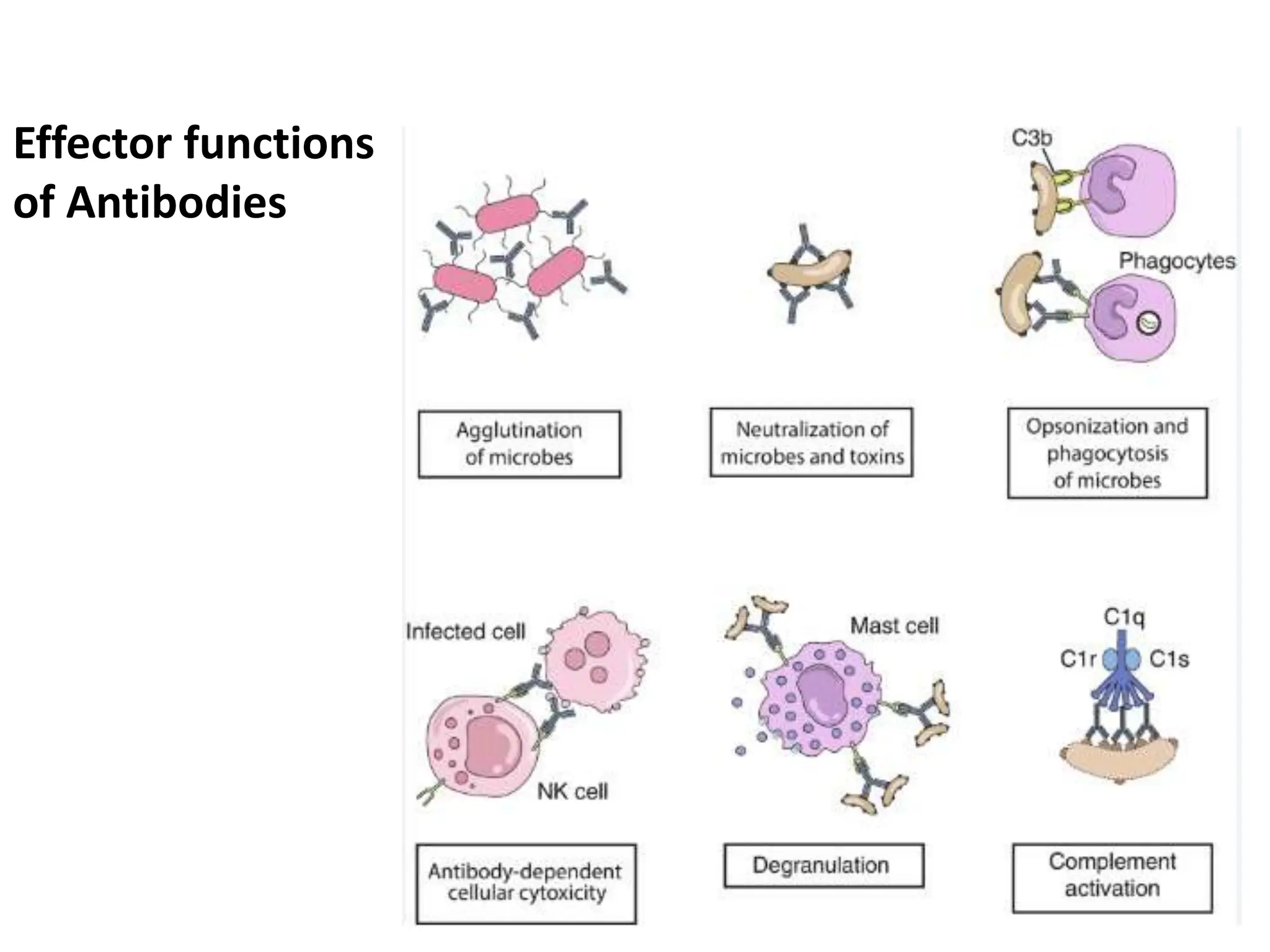 antigen and antibody.The function of the T and B lymposites | PPTX
