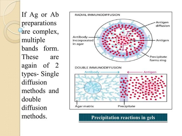 Antigen and antibody reaction | PPTX | Chemistry | Science