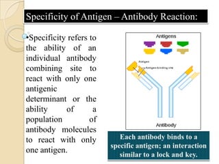 Antigen and antibody reaction | PPTX