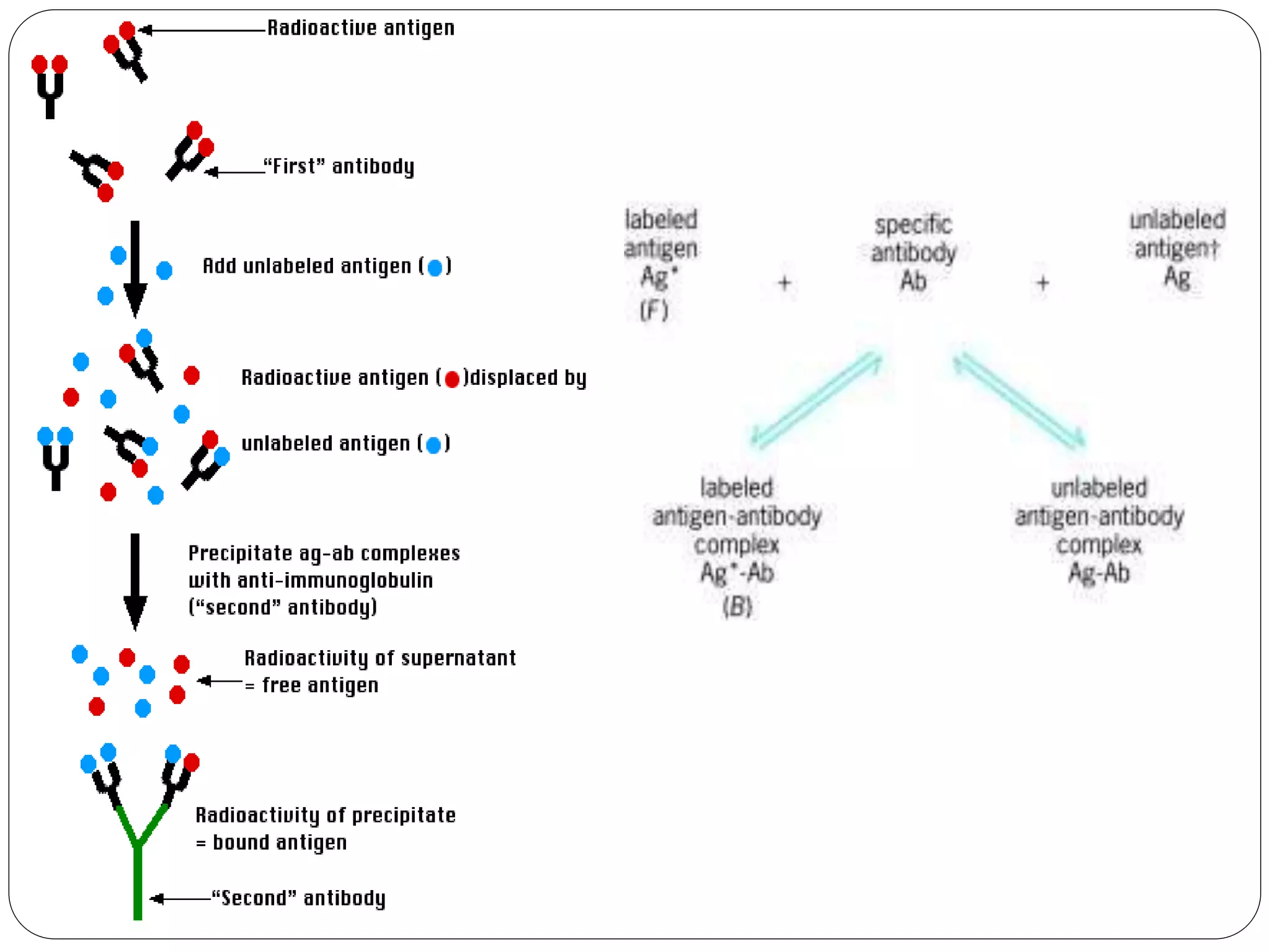 Antigen and antibody reaction | PPTX