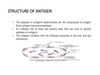 Antigen And Antibody Sachin.pptx