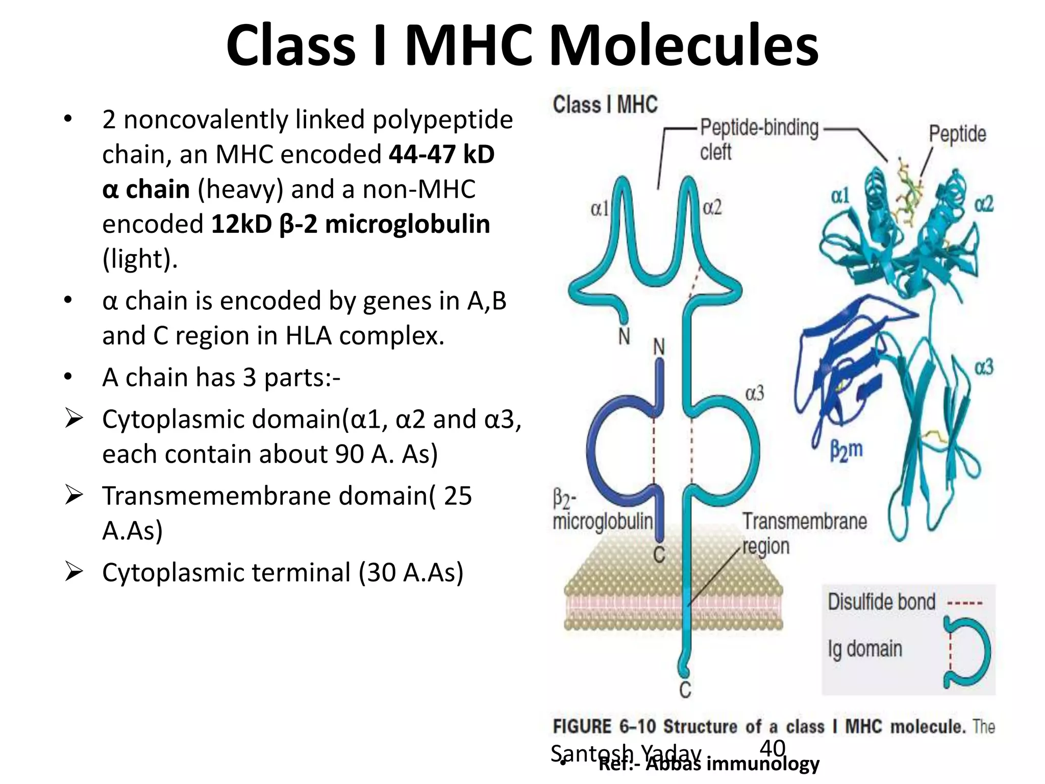 Antigen and MHC | PPTX