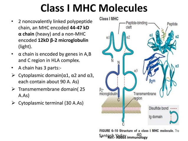 Antigen and MHC | PPTX