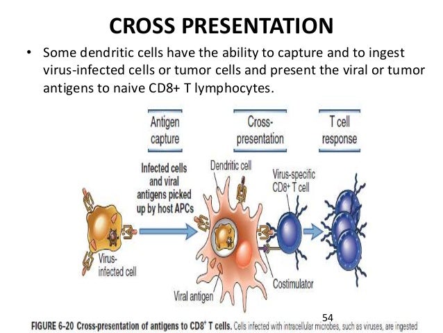 Antigen and MHC