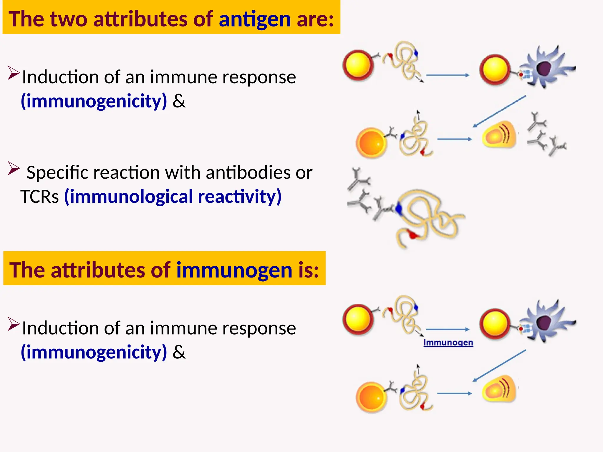 antigen & antibodies.pptx functions of antibodies | PPTX
