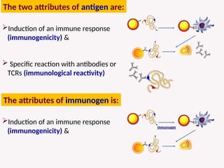 antigen & antibodies.pptx functions of antibodies | PPTX