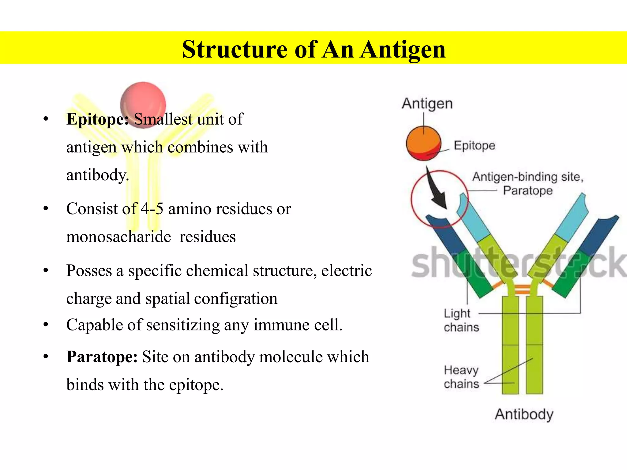 Antigens & Antibodies- All you have to know | PPTX