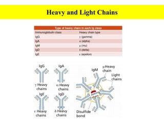 Antigens & Antibodies- All you have to know | PPTX