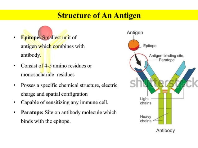 Antigens & Antibodies- All you have to know | PPTX